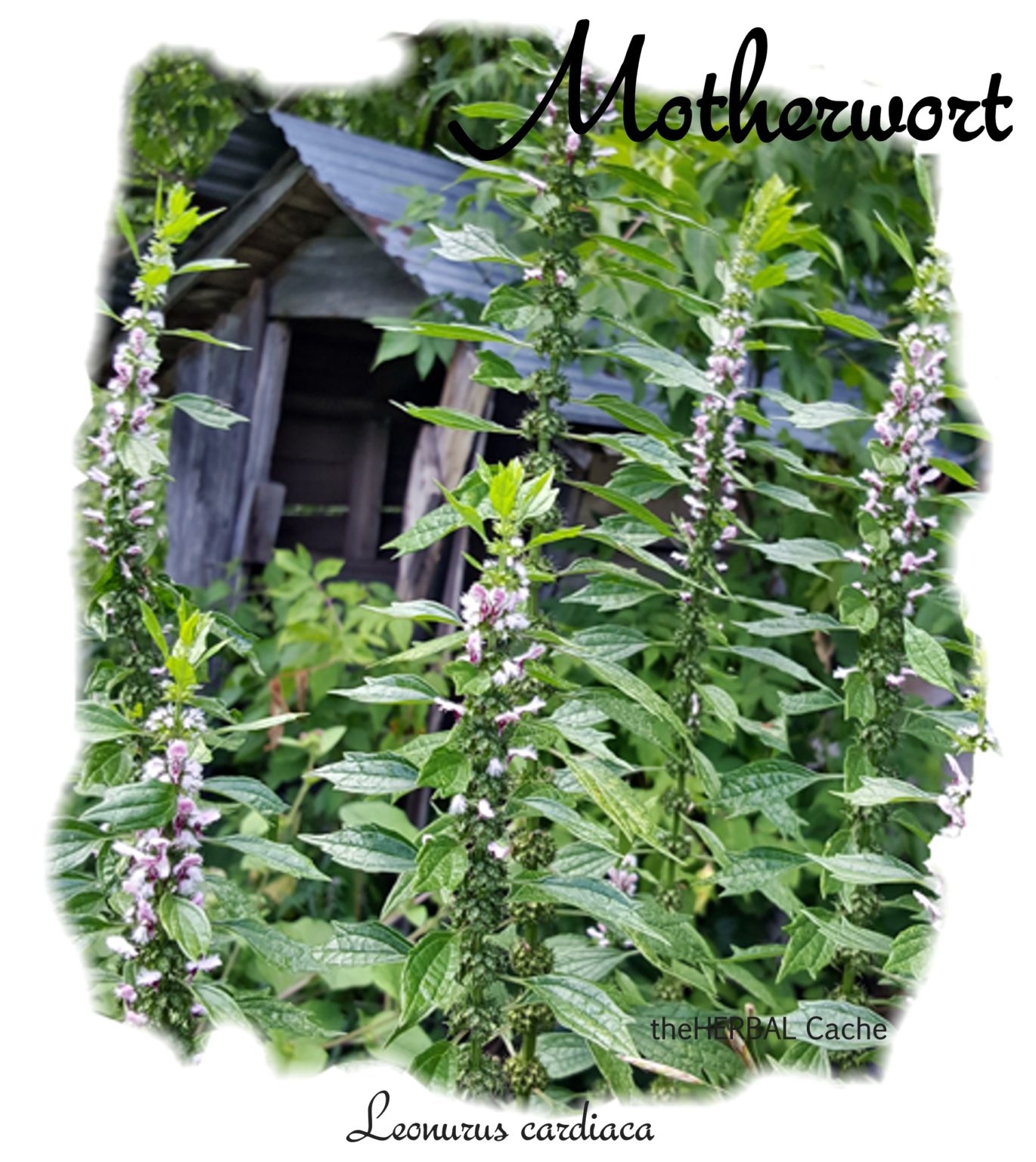 Motherwort – its Uses & Benefits | theHERBAL Cache