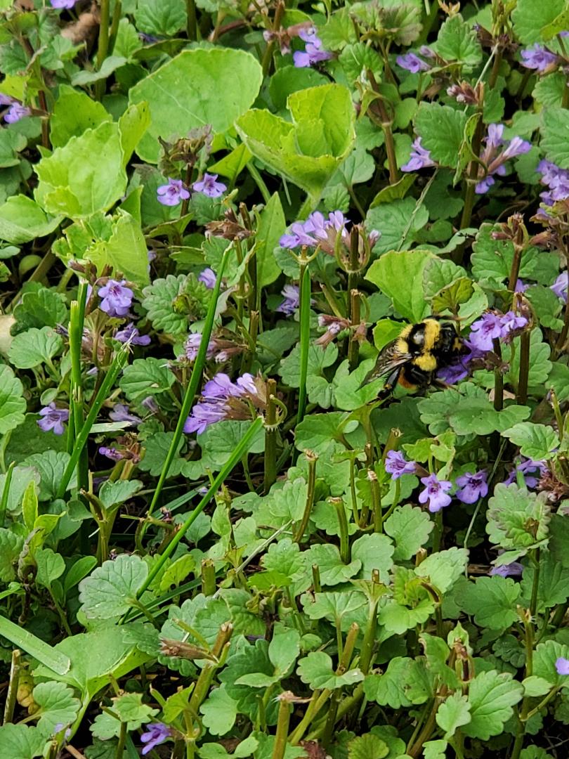 Creeping Charlie – aka ground ivy – edible and medicinal | theHERBAL Cache