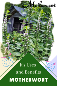 Motherwort – its Uses & Benefits | theHERBAL Cache