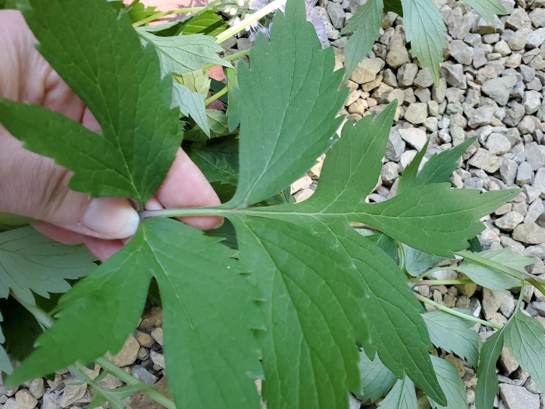 Virginia Waterleaf – edible and medicinal | theHERBAL Cache