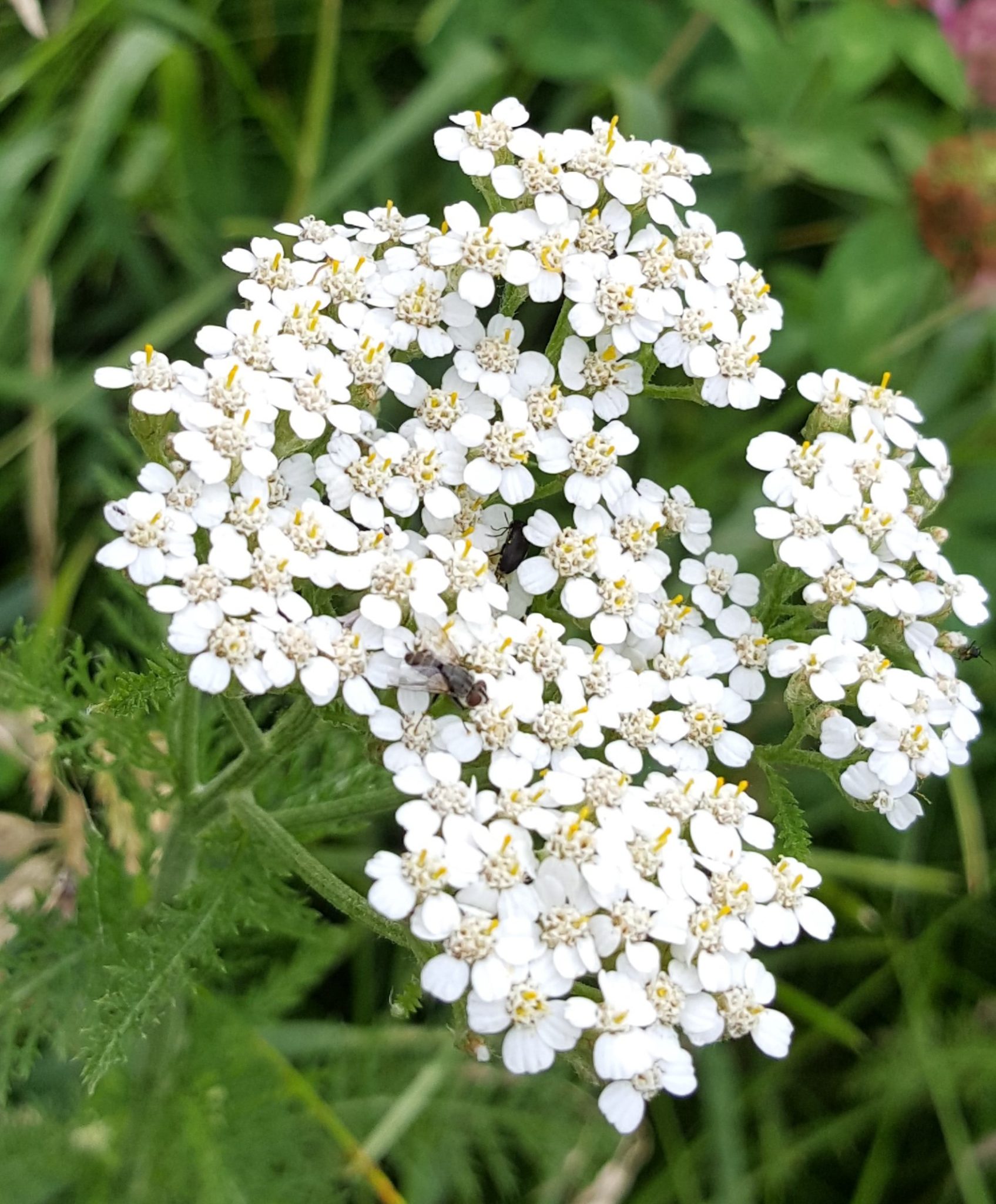 Yarrow – Over Twelve Medicinal Uses | theHERBAL Cache